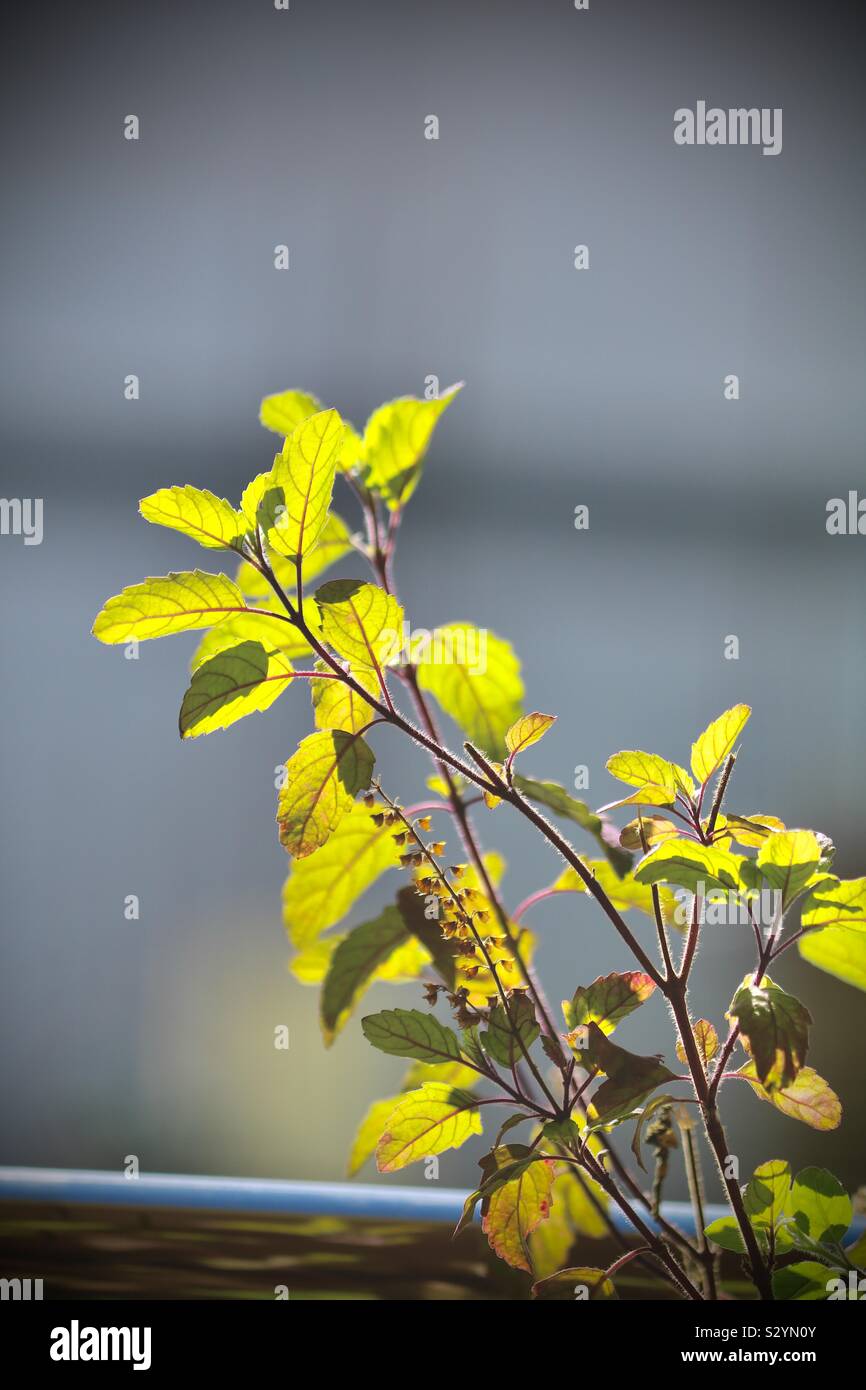 Tulasi tree in pot Stock Photo - Alamy