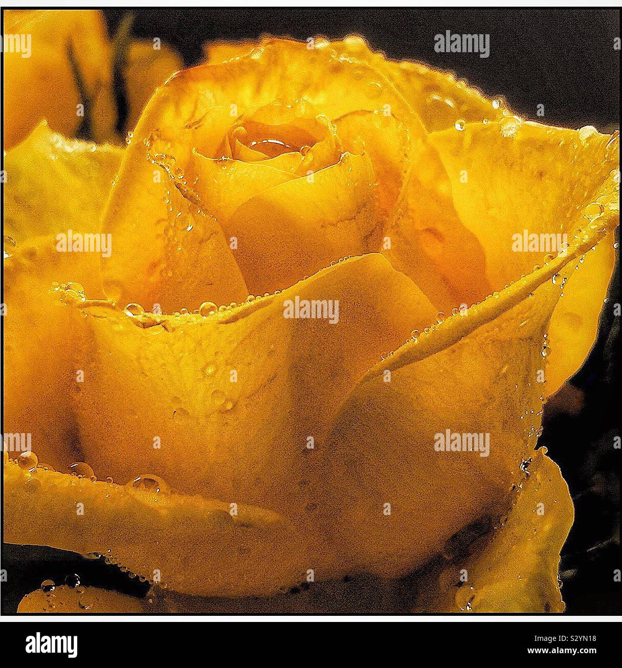 Water on a yellow rose Stock Photo - Alamy