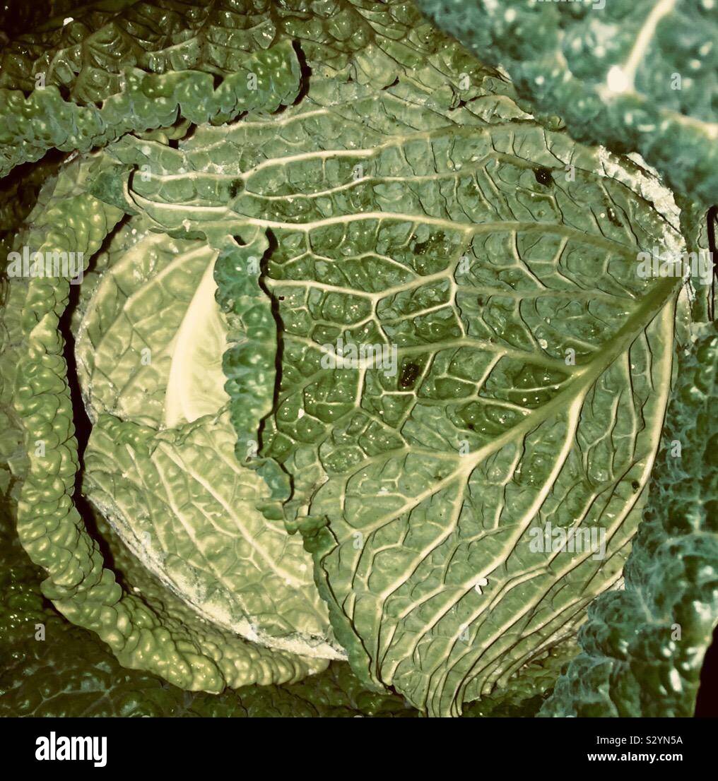 Crinkly cabbage hi-res stock photography and images - Alamy