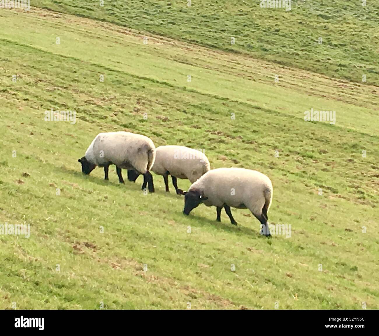 Three sheep hi-res stock photography and images - Alamy