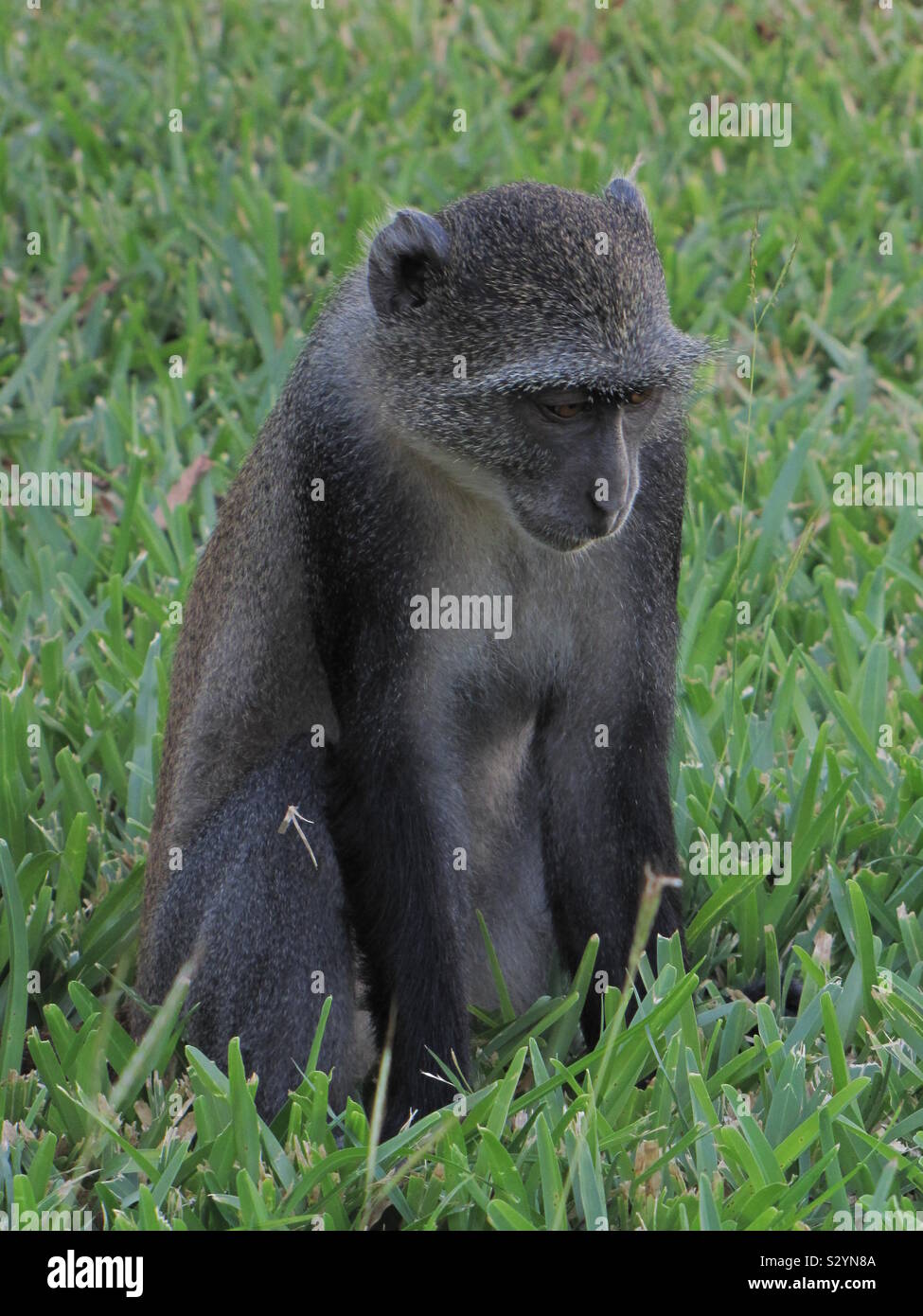 Monkey deep in thought Stock Photo - Alamy
