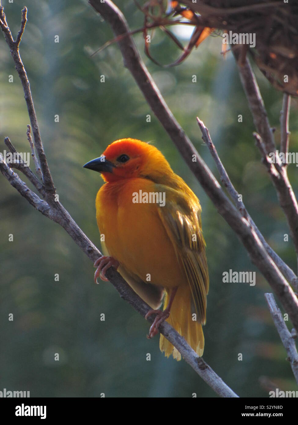 Kenyan bird hi-res stock photography and images - Alamy