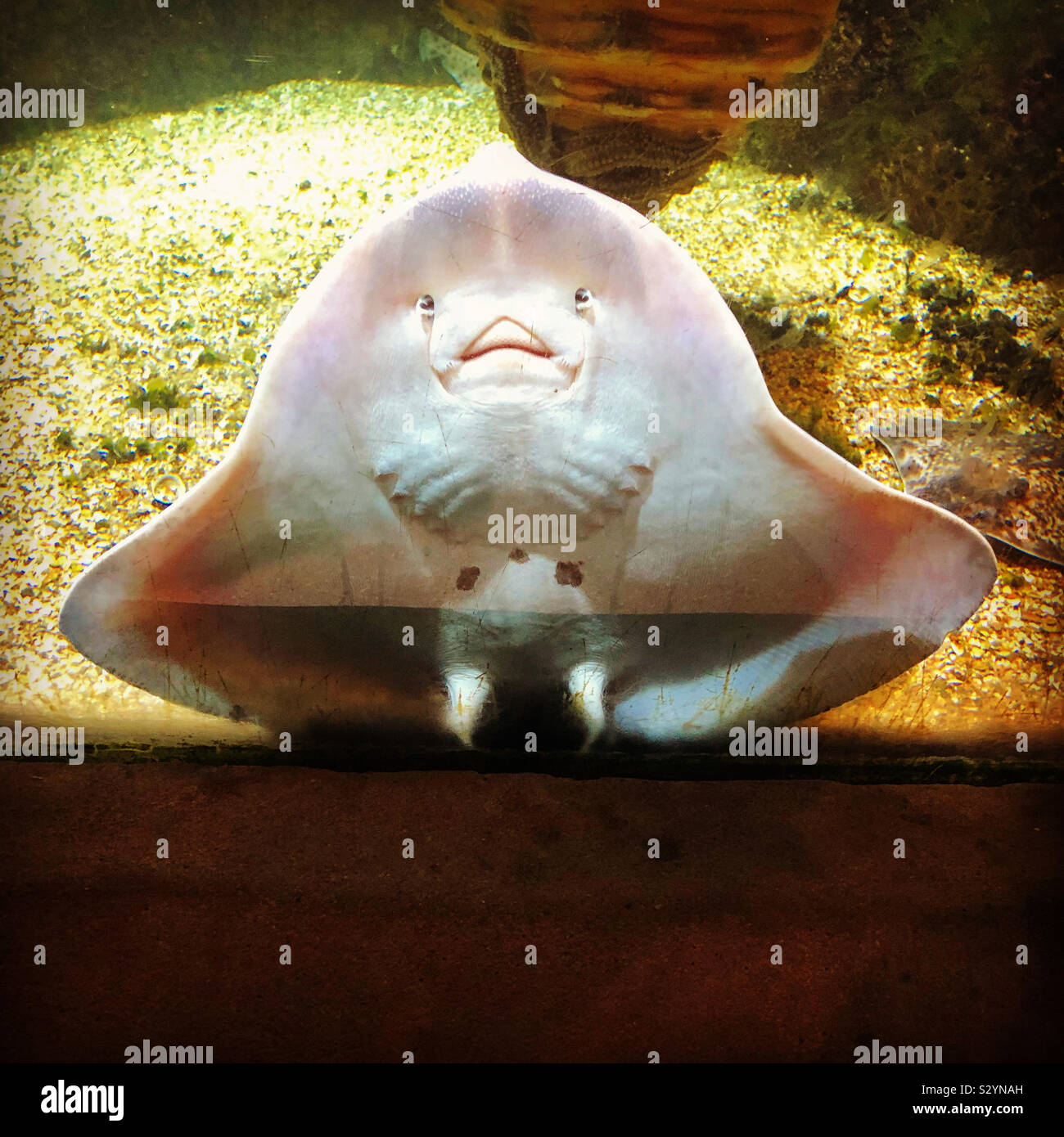 Happy stingray hi-res stock photography and images - Alamy
