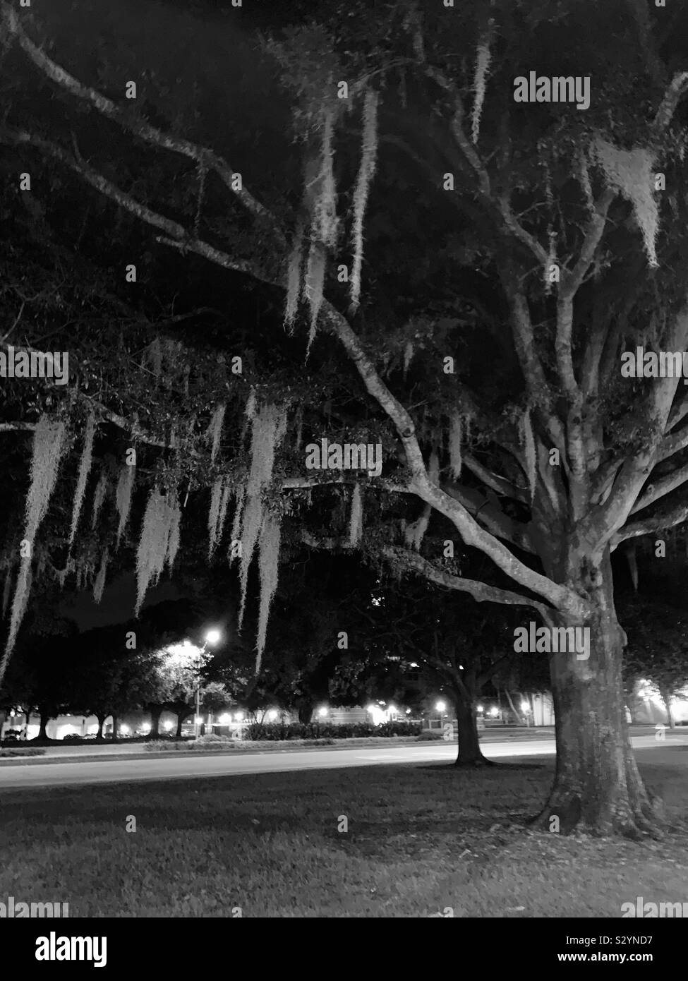 Black willow tree hi-res stock photography and images - Alamy