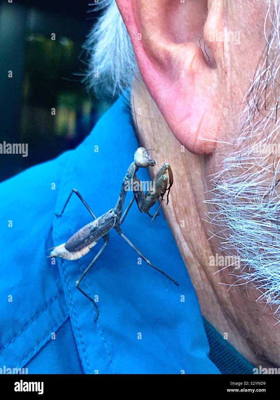 Praying mantis on man’s collar Stock Photo - Alamy