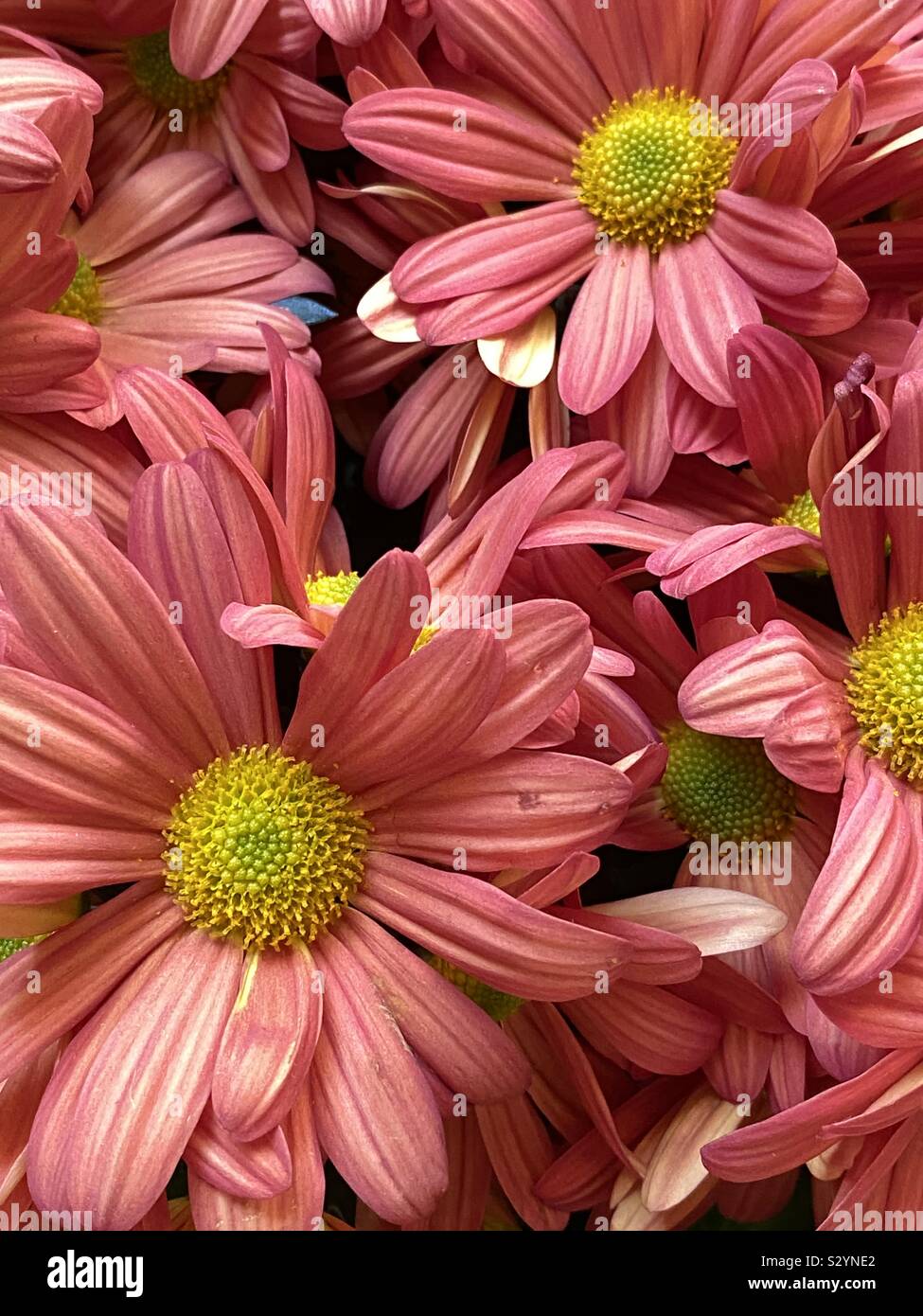 Colorful daisy flowers hi-res stock photography and images - Alamy