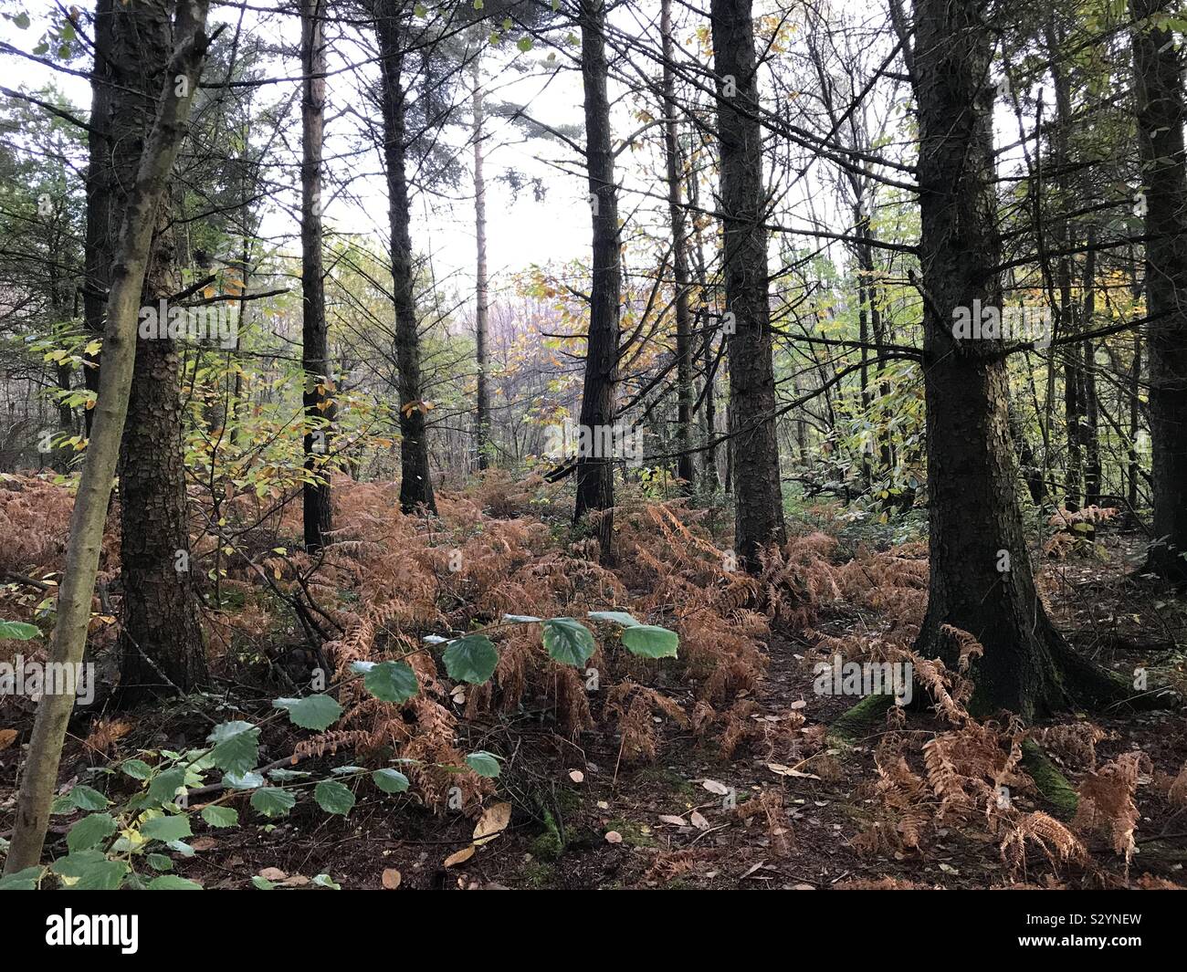 Sunday morning walks hi-res stock photography and images - Alamy