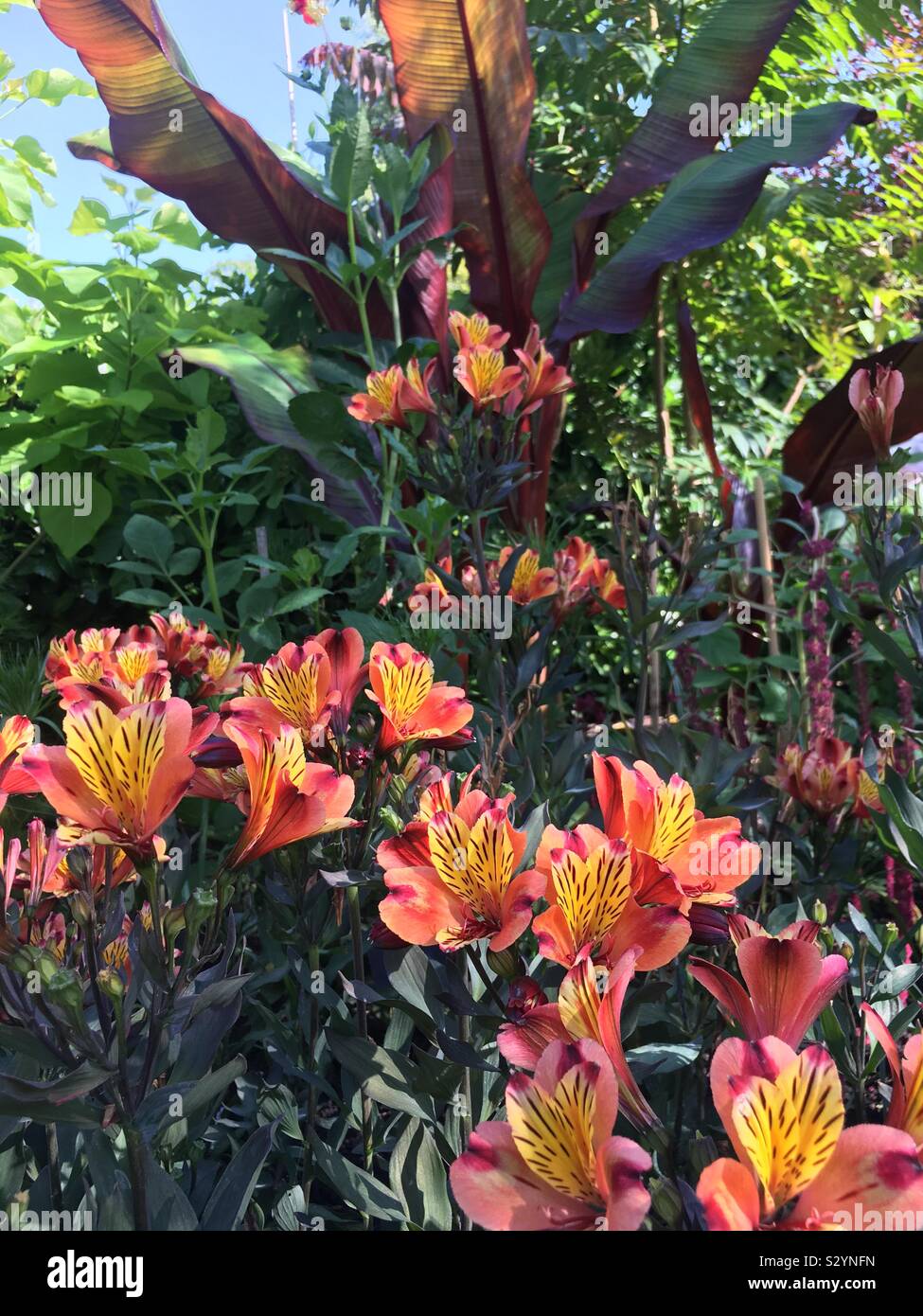 Sub tropical lilies hi-res stock photography and images - Alamy