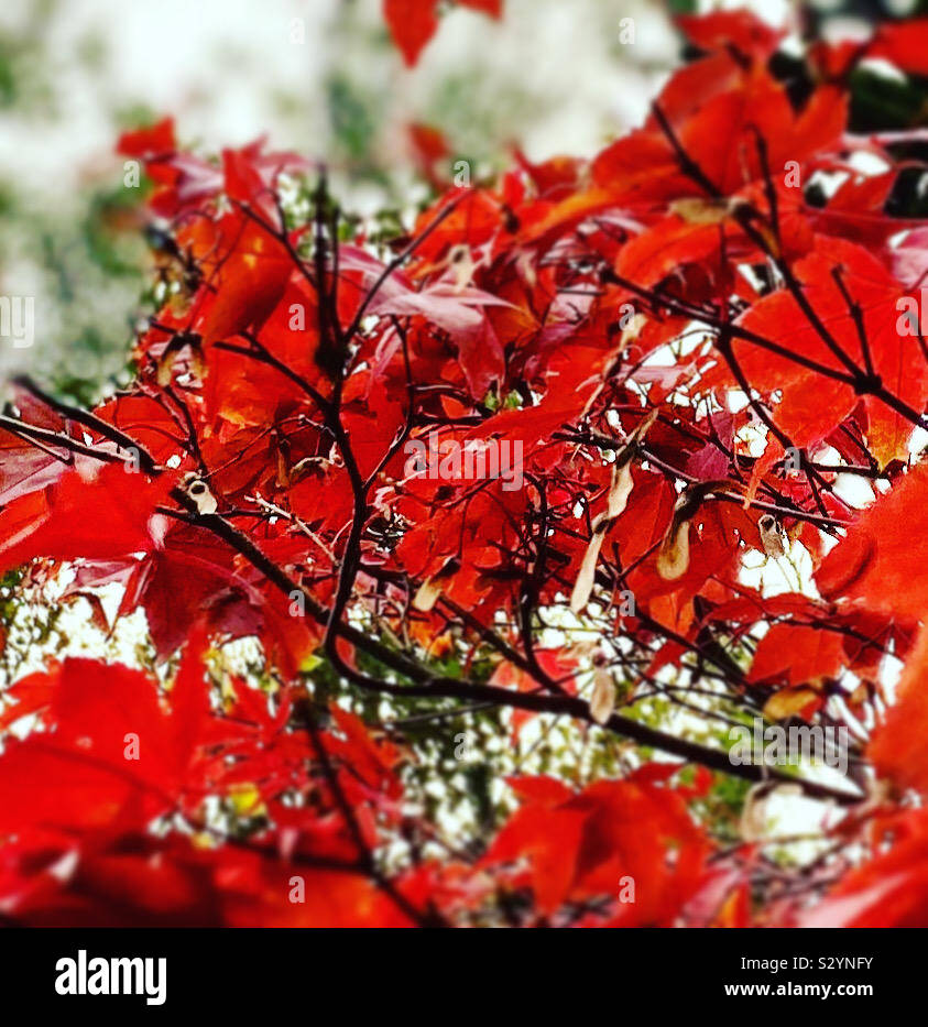 Red acer tree hi-res stock photography and images - Alamy
