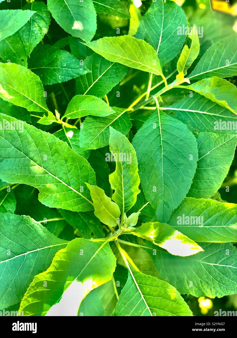 Bitter Leaf High Resolution Stock Photography and Images - Alamy