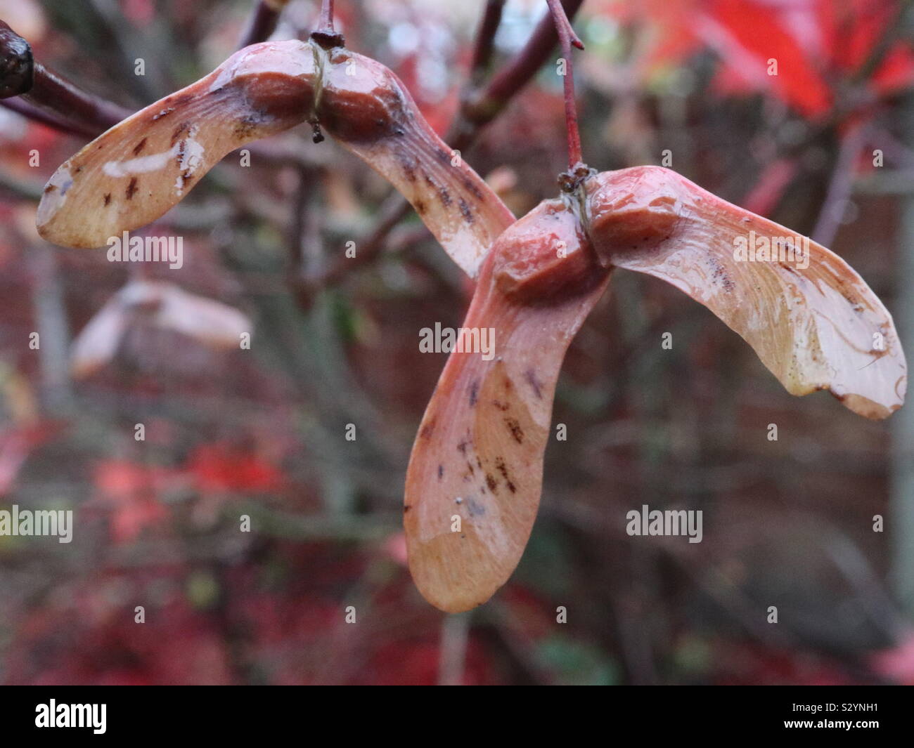 Helicopters seeds hi-res stock photography and images - Alamy