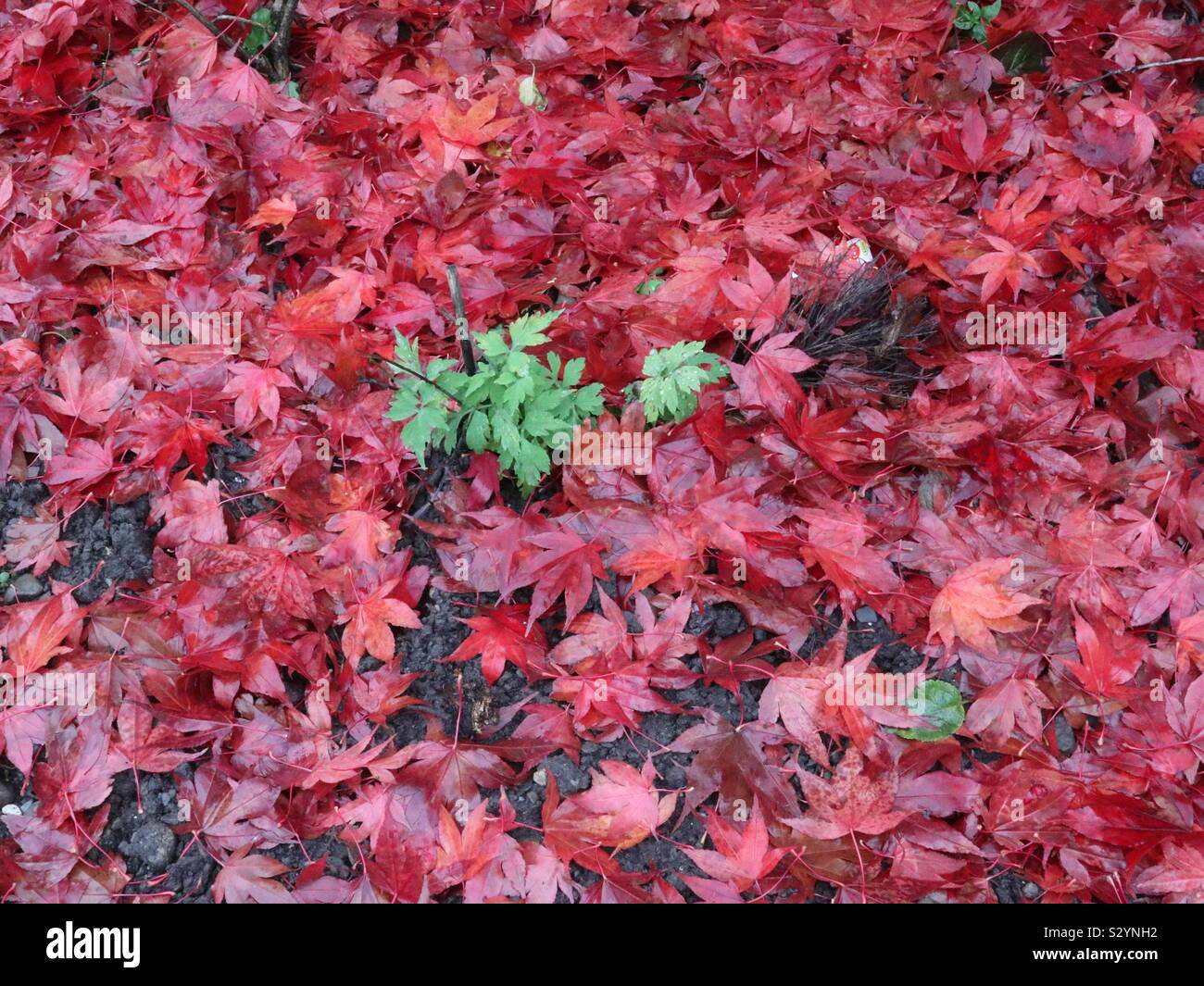 Autumn carpet of Red Acer leaves Stock Photo - Alamy