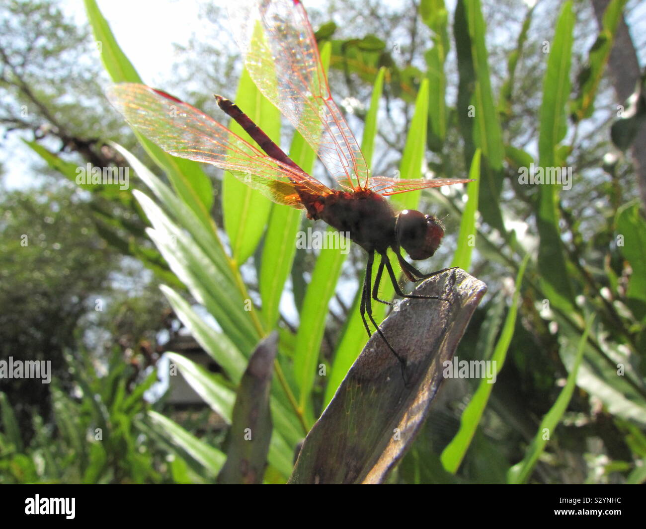 Indonesian dragonfly hi-res stock photography and images - Alamy