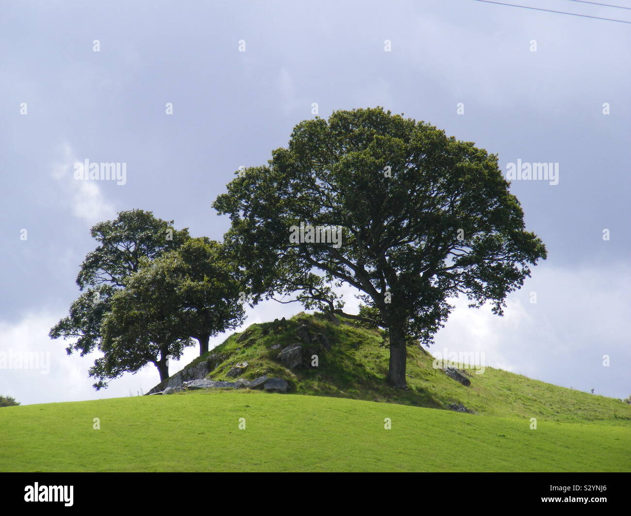 Trees on small hill Stock Photo - Alamy