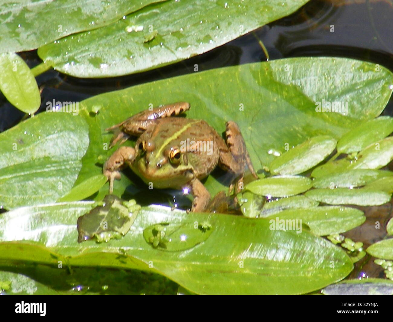 Frog on a leaf Stock Photo - Alamy