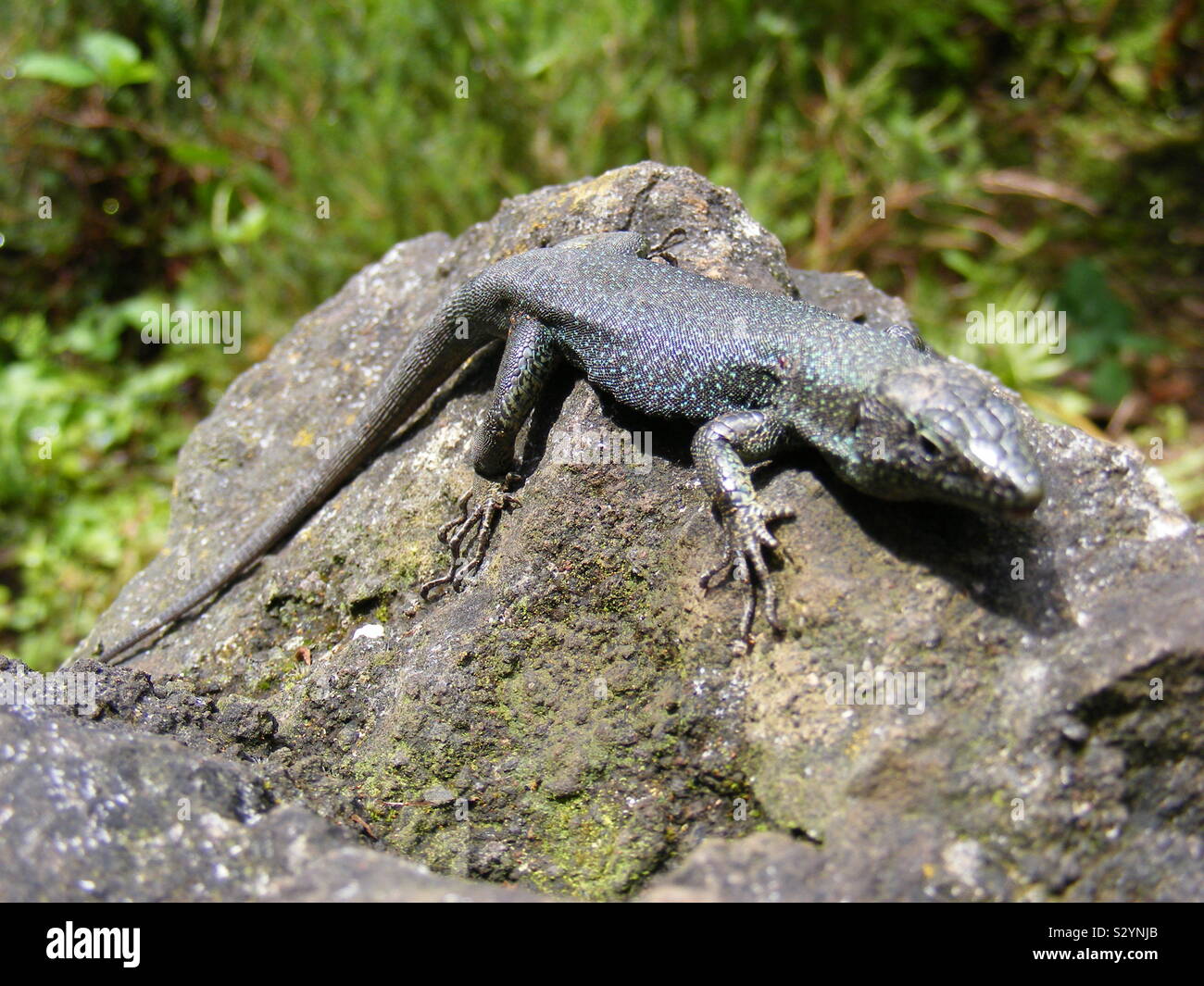 Lizzard on a rock Stock Photo - Alamy
