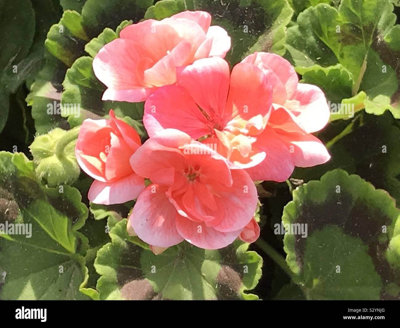 Beautiful geranium hi-res stock photography and images - Alamy