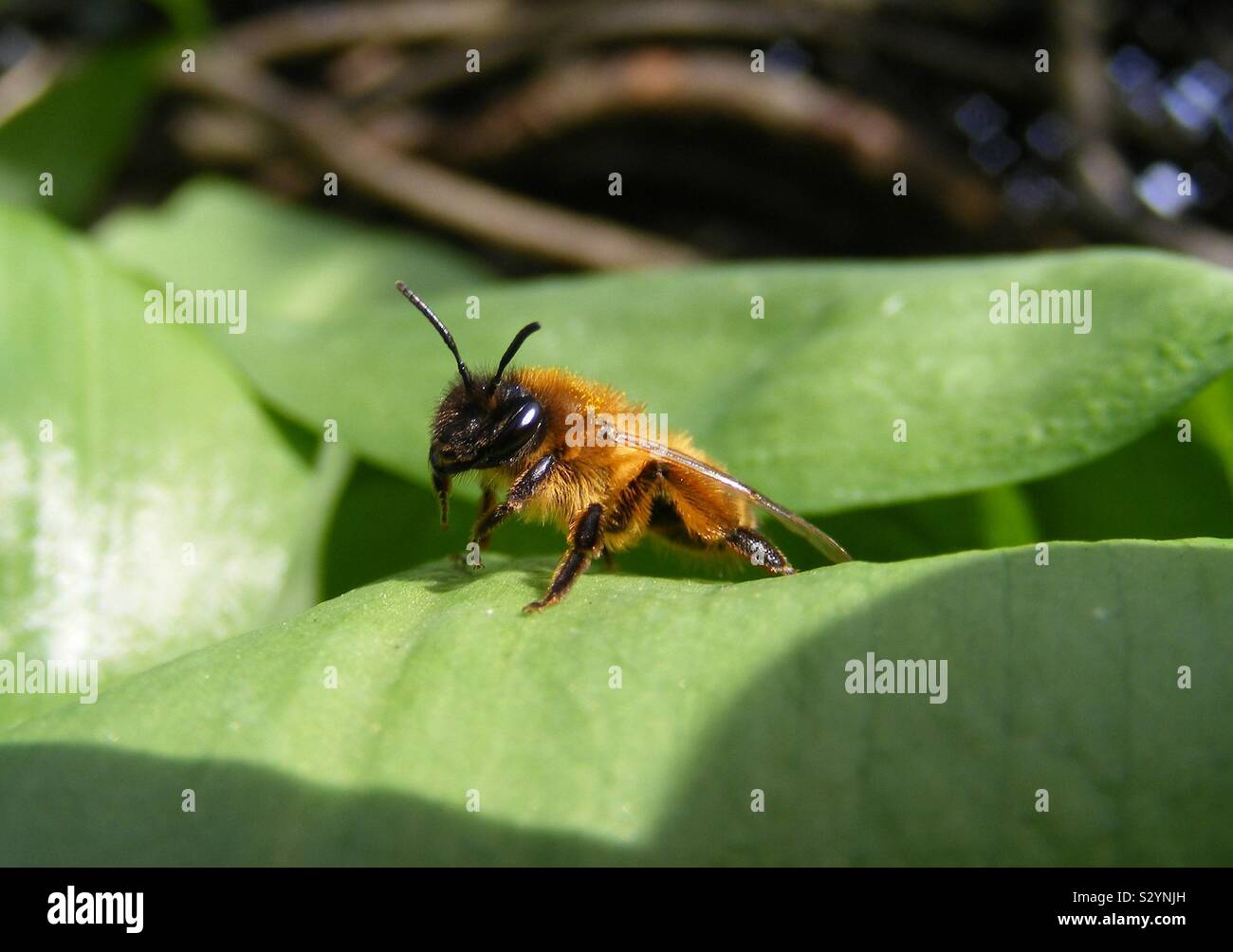 Bees up close hi-res stock photography and images - Alamy