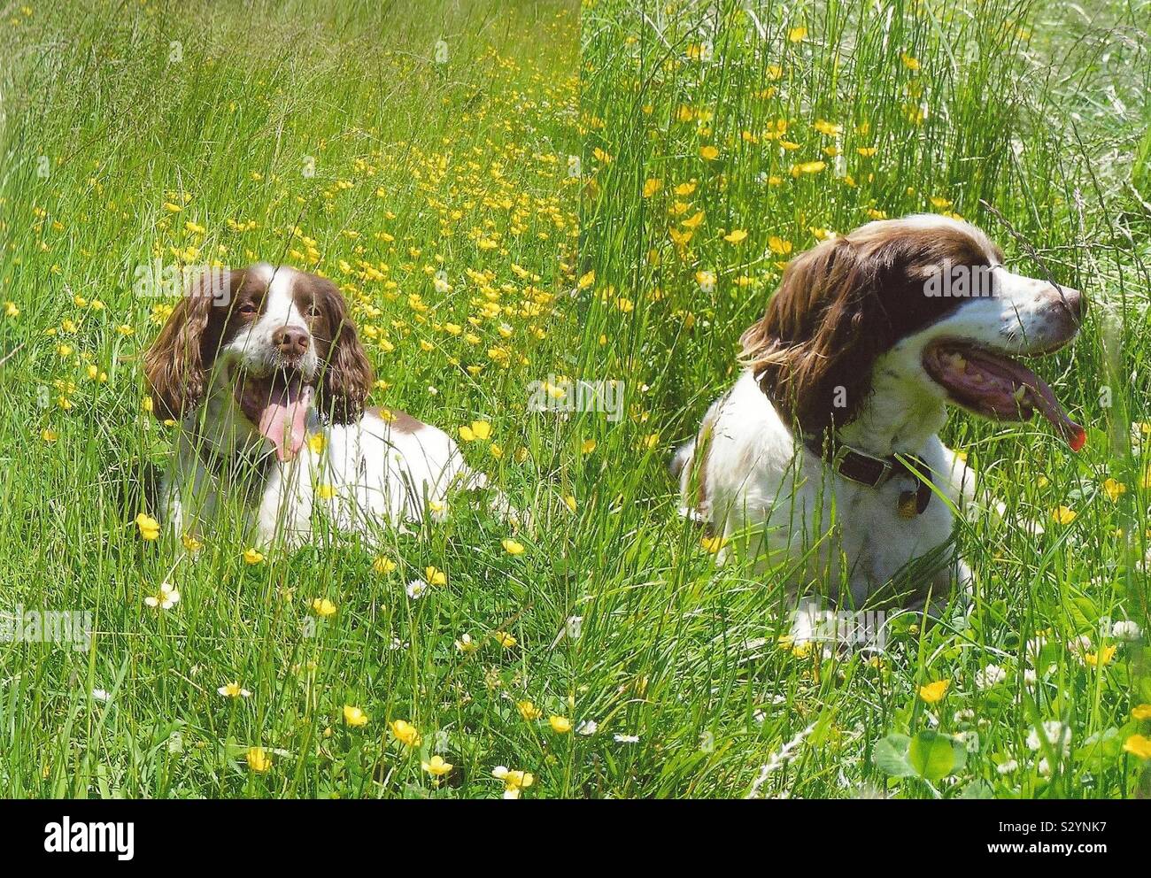 Double dog hi-res stock photography and images - Alamy