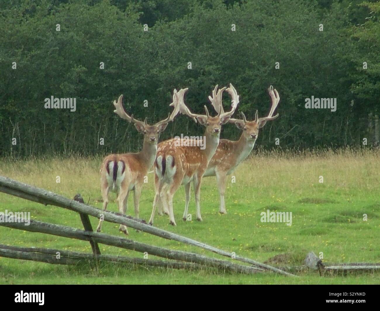 Three dear hi-res stock photography and images - Alamy