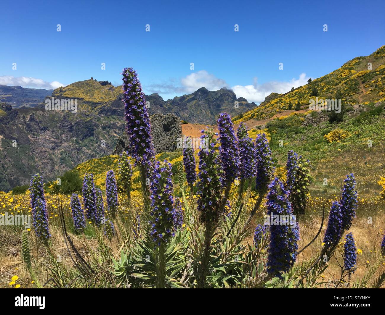 Madeira in flower Stock Photo - Alamy