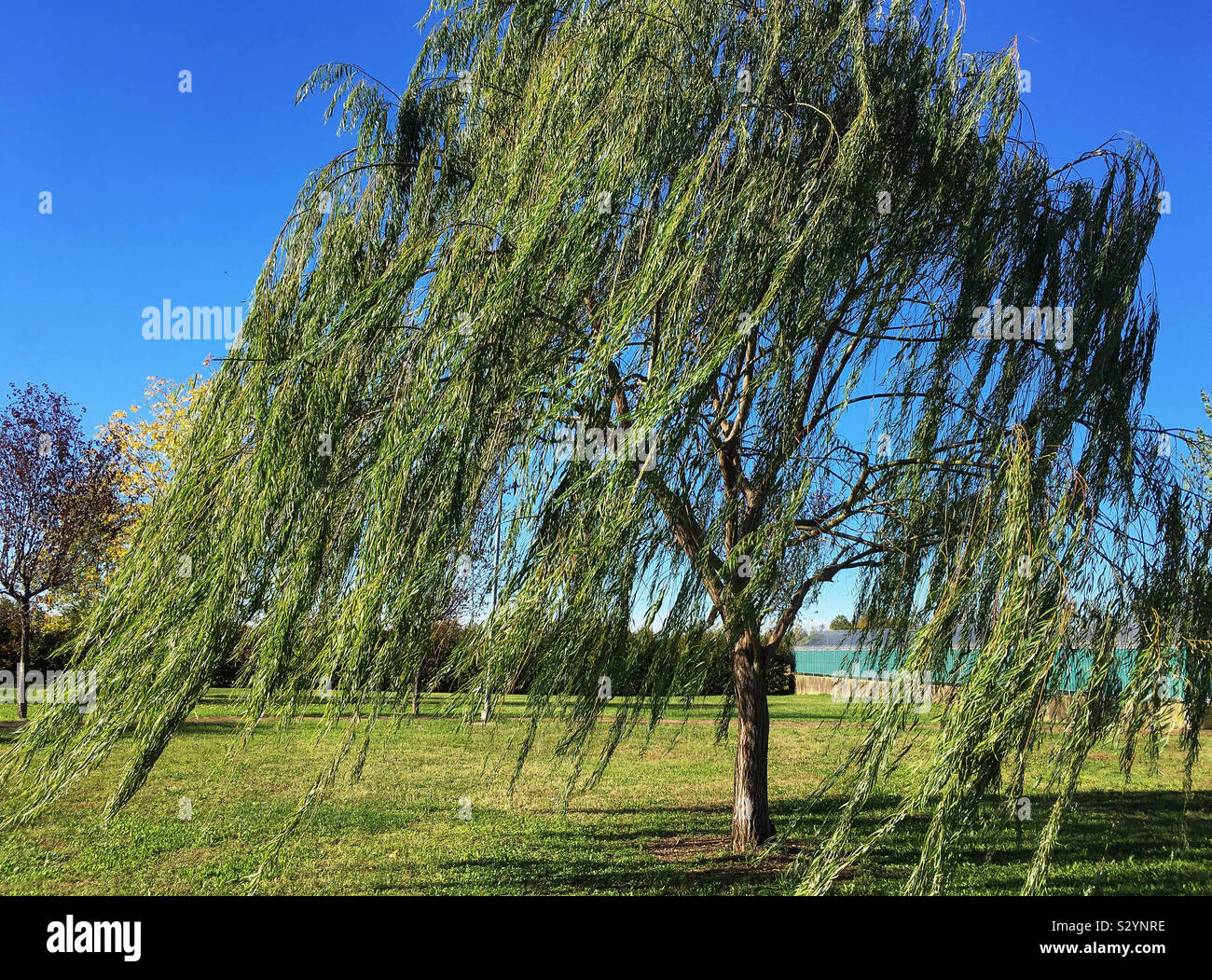 Willow tree wind hi-res stock photography and images - Alamy