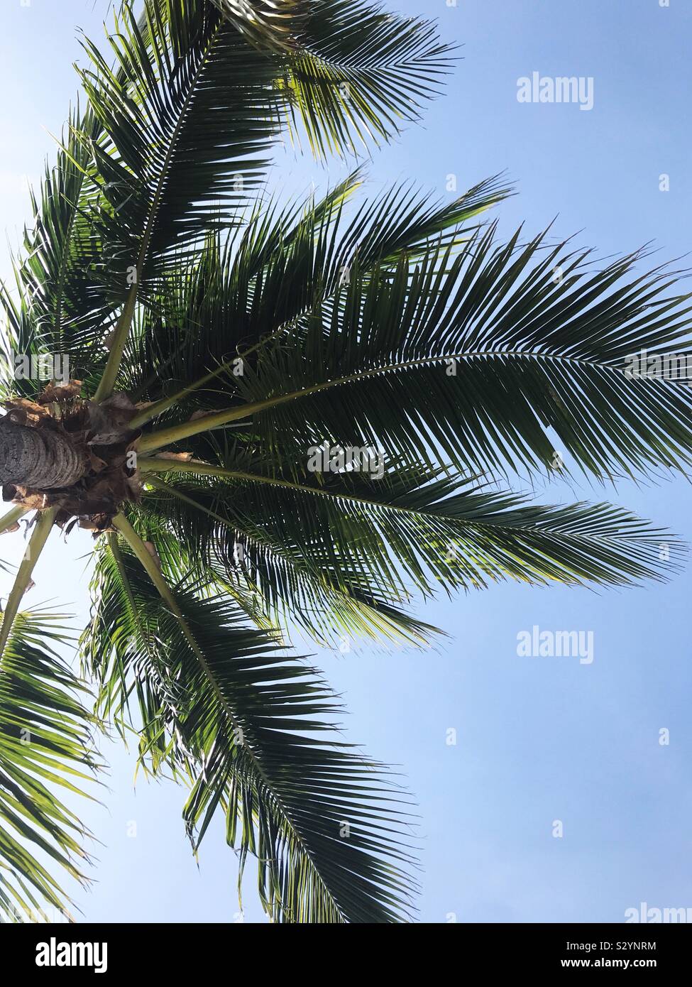Palm trees in Thailand Stock Photo - Alamy