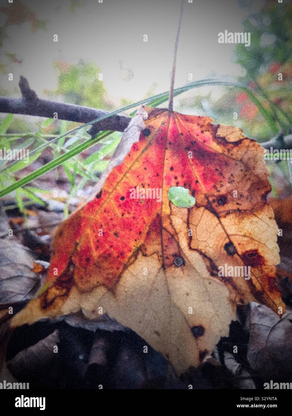Dead Red Maple leaf on the ground in North Carolina Stock Photo - Alamy