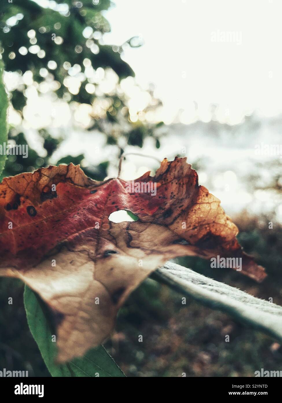 Swamp maple hi-res stock photography and images - Alamy