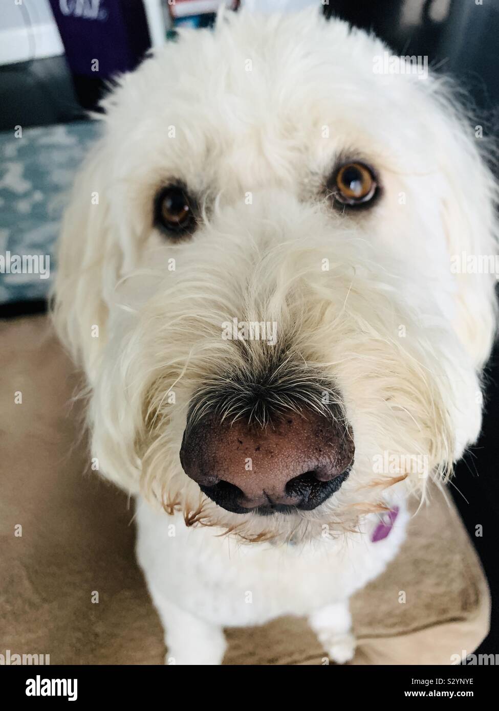 A white labradoodle dog looking at camera Stock Photo - Alamy