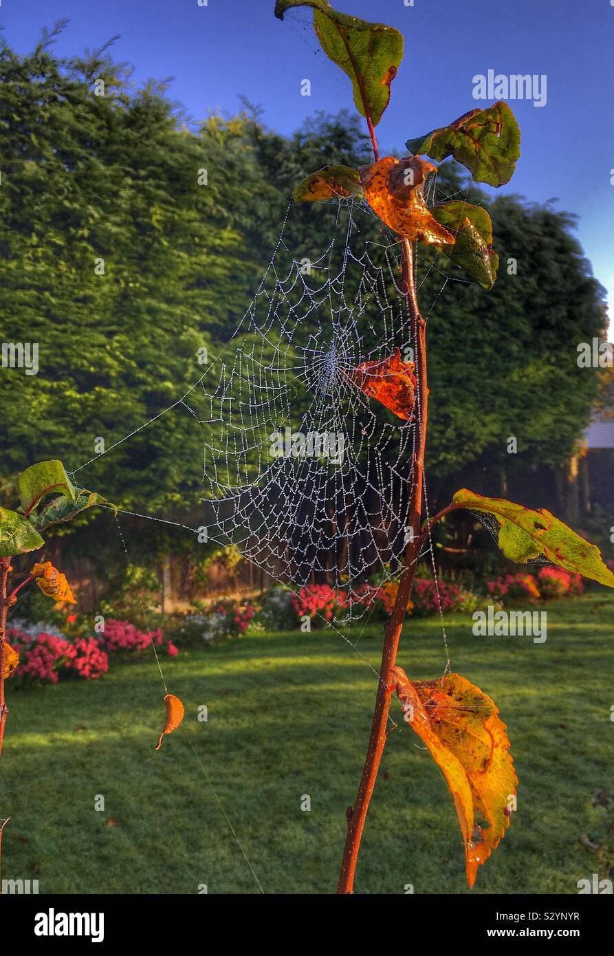 Cobweb autumn hi-res stock photography and images - Alamy