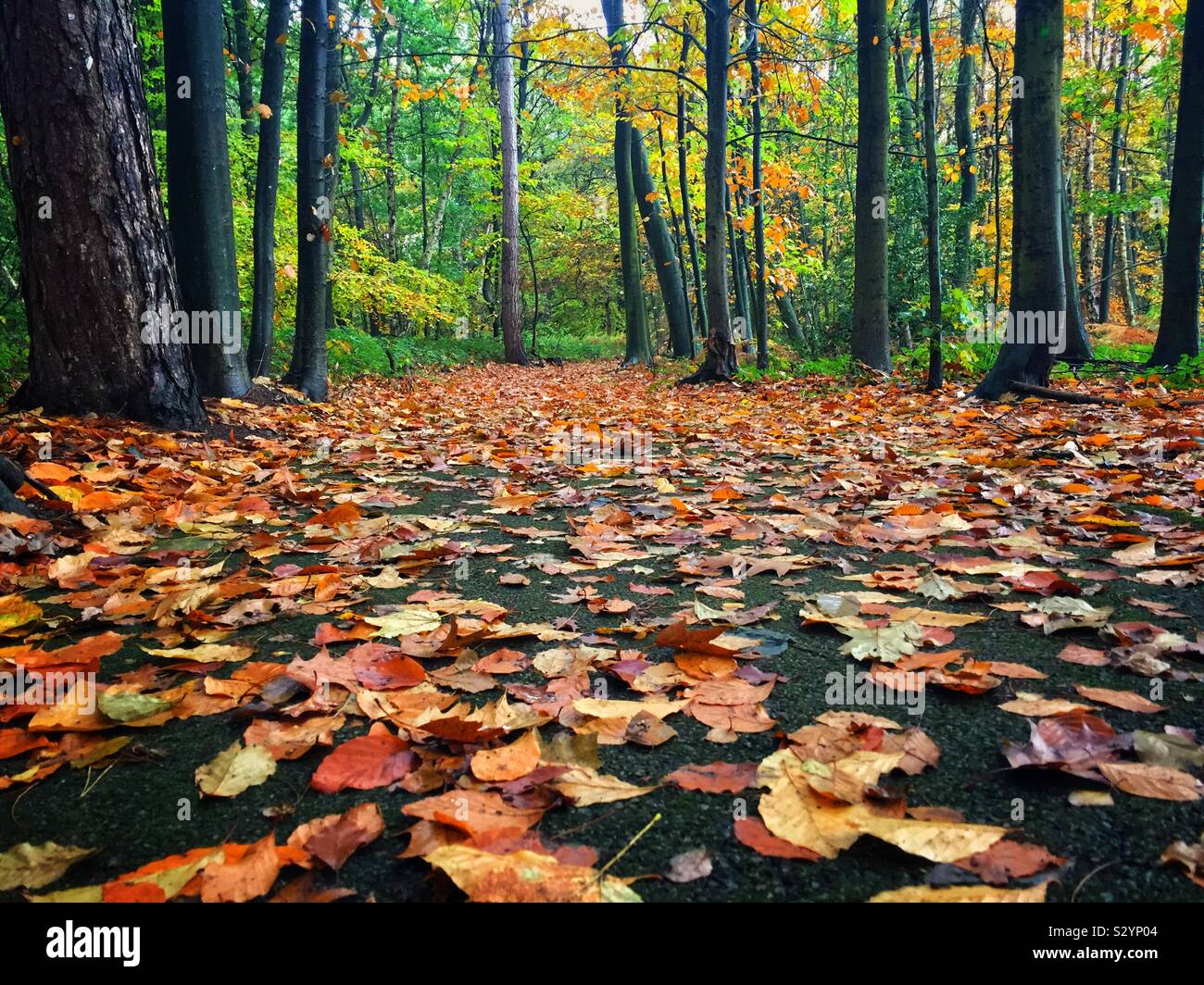 Leafy path through an Autumnal Wood Stock Photo - Alamy
