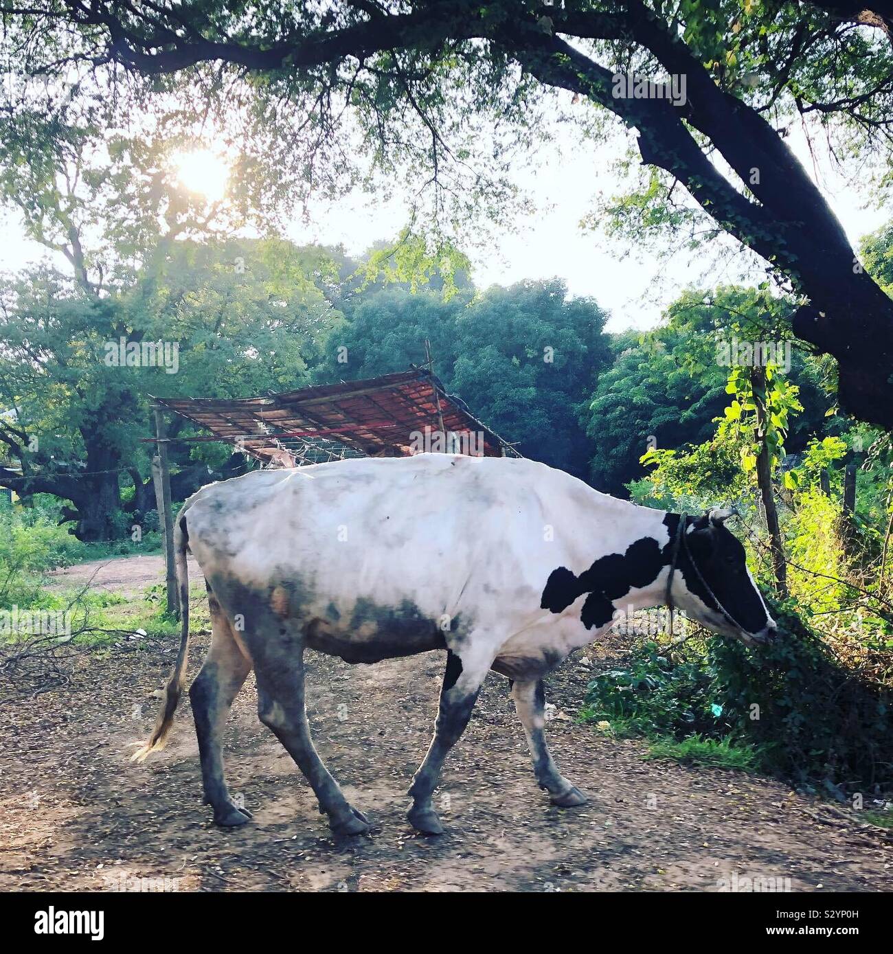 A cow on the side of a road in rural Bagan, Myanmar Stock Photo - Alamy