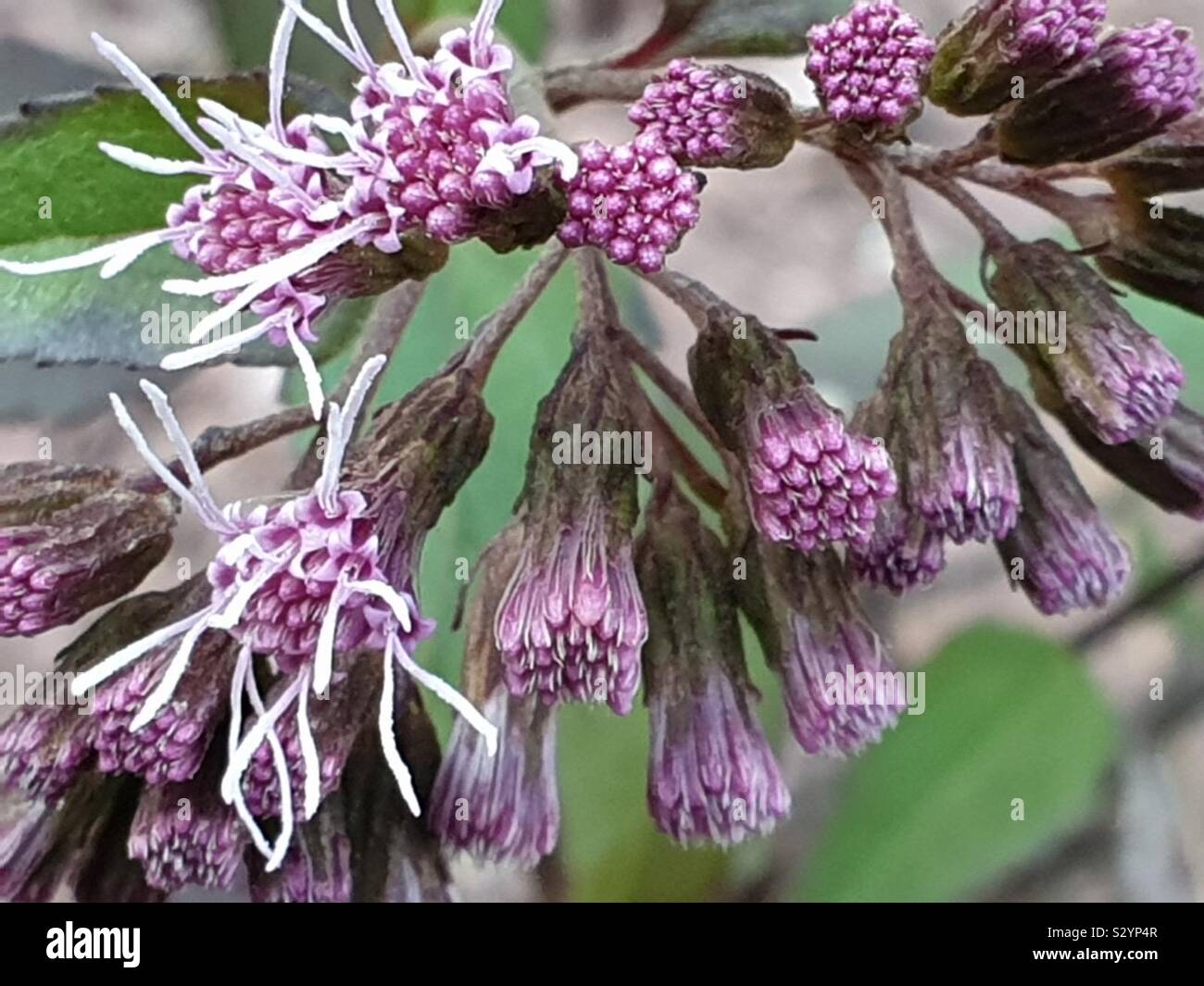 Wild flowers of Peru Stock Photo - Alamy