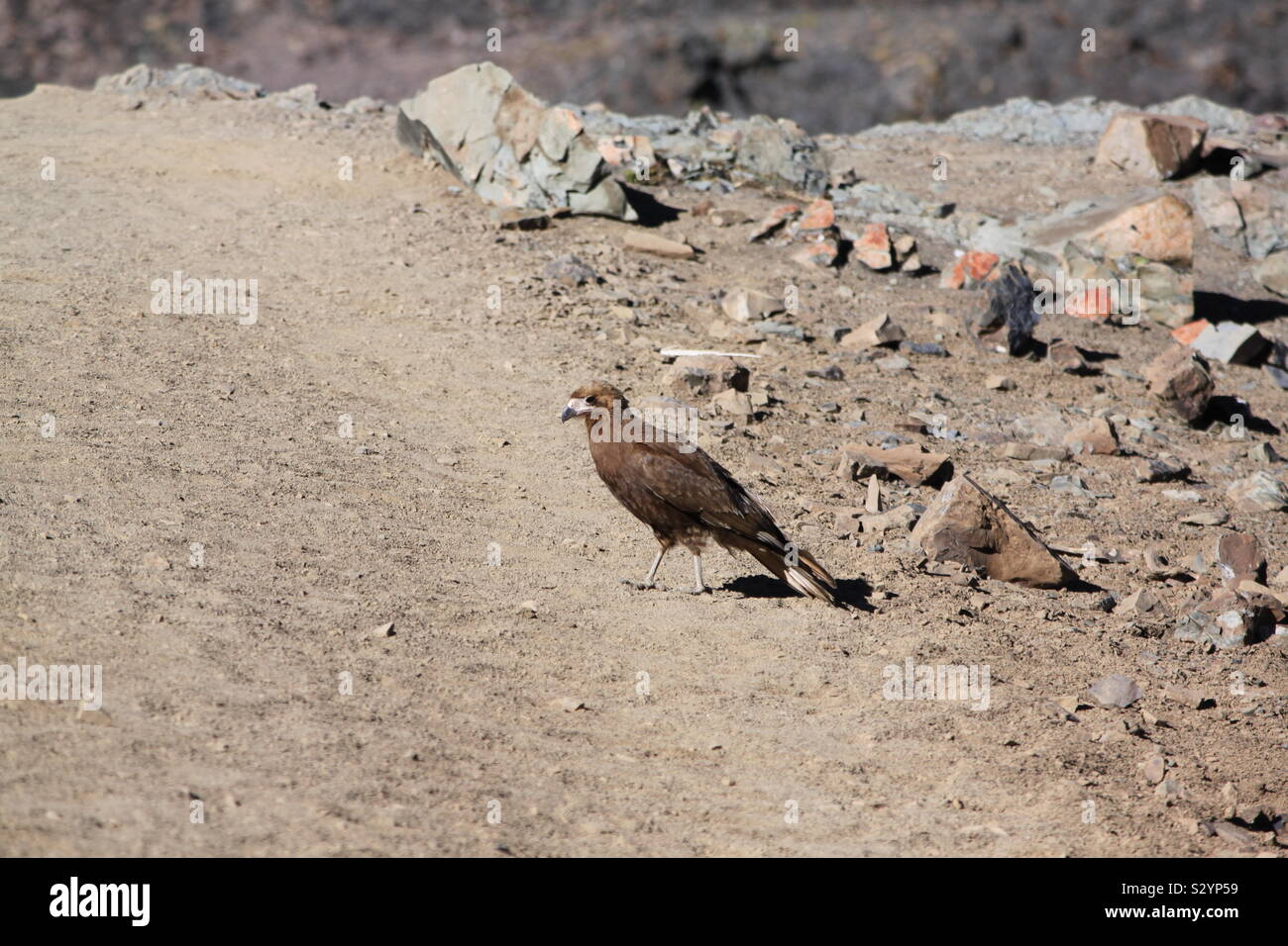 Eagles Of Peru High Resolution Stock Photography and Images - Alamy