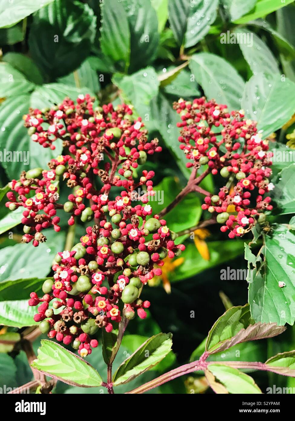 Red Leea small flowers in a bunch along road side plants, native plant ...