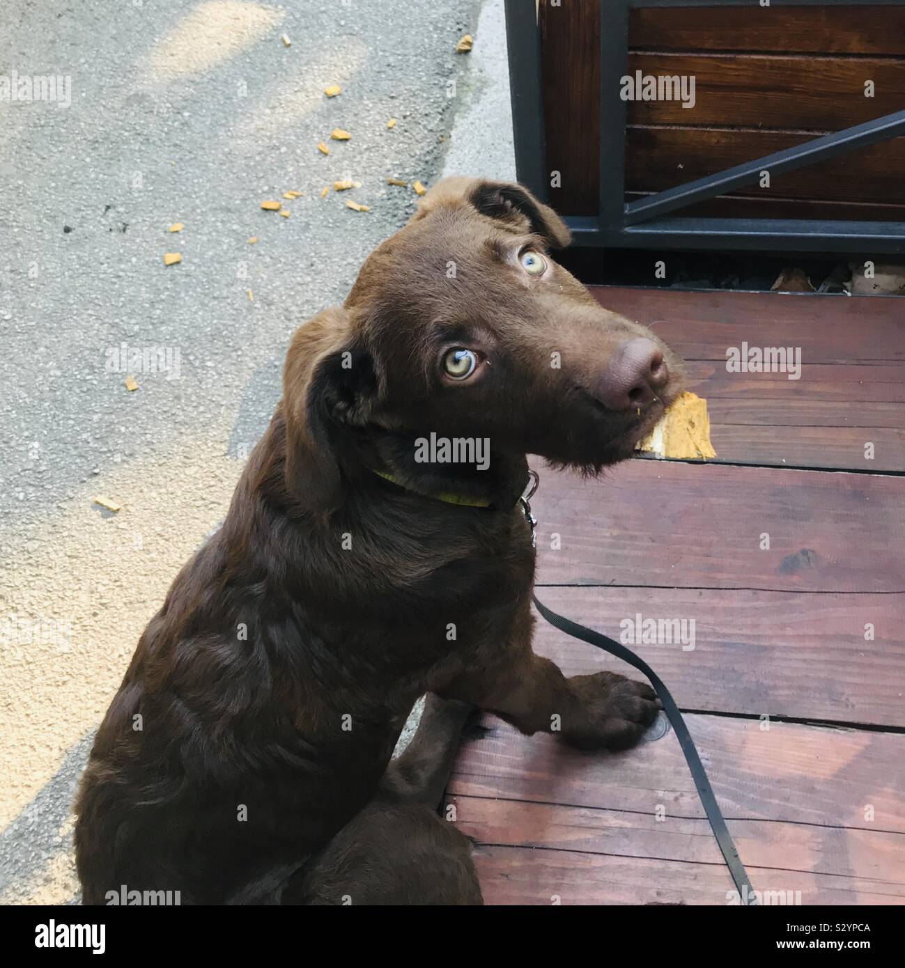 Puppy Brown Labradoodle happy Stock Photo - Alamy