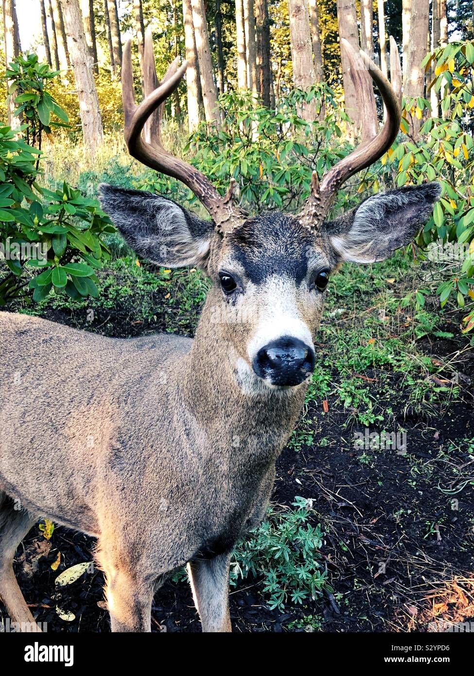 Very large antlers hi-res stock photography and images - Alamy