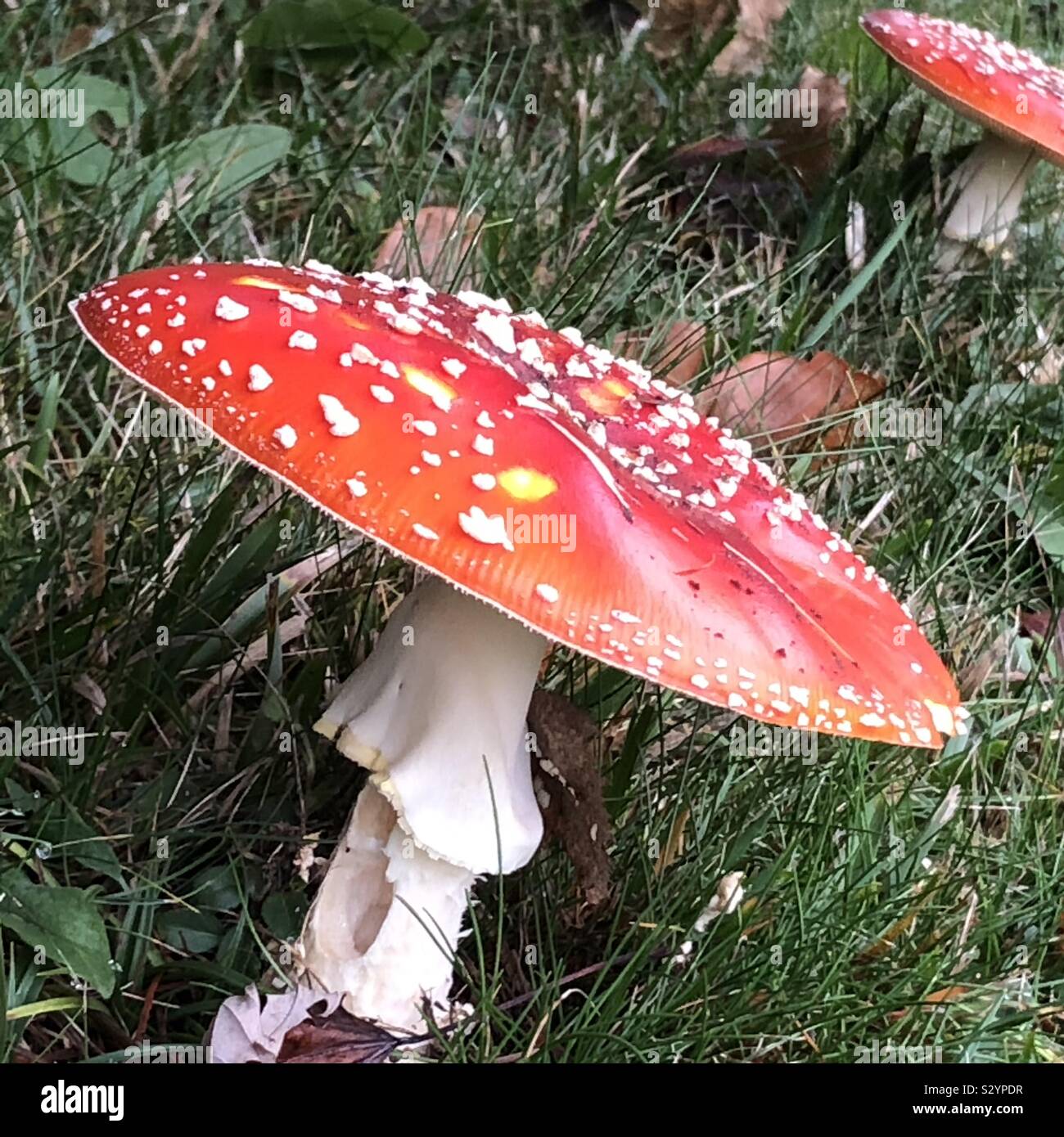 Champignon rouge hi-res stock photography and images - Alamy