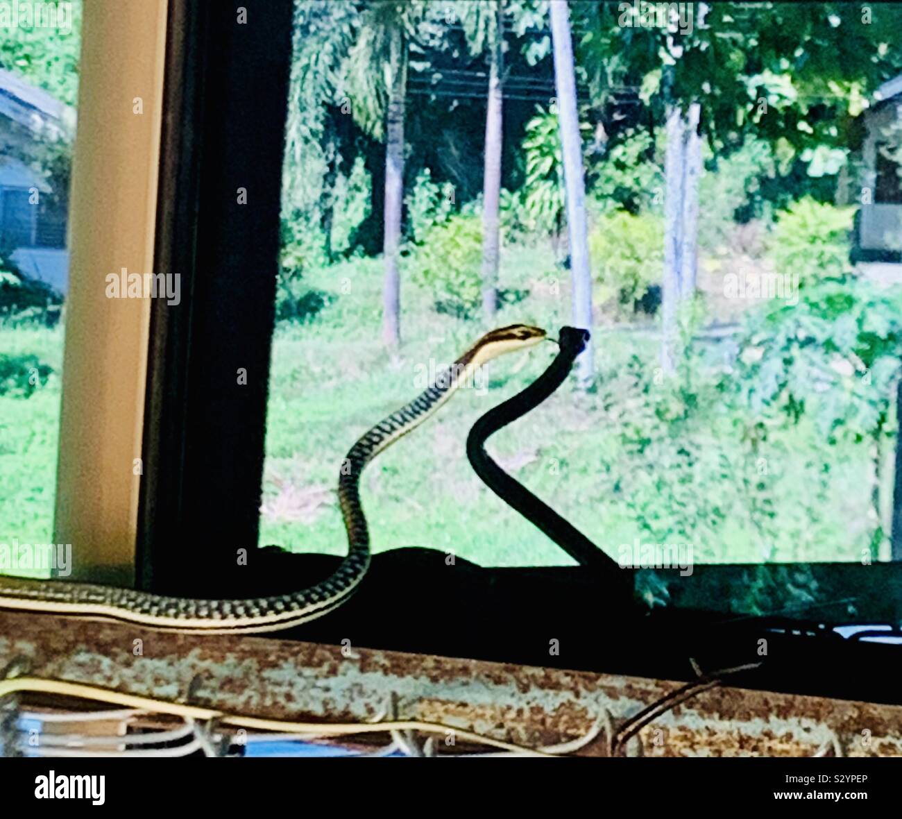 Painted Bronzeback snake in northern Thailand Stock Photo - Alamy