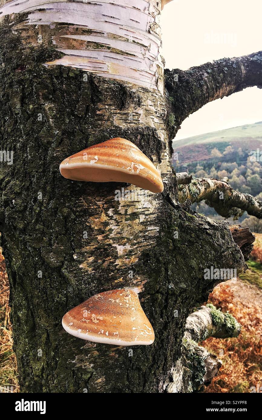 Birch polypore fungus Stock Photo - Alamy