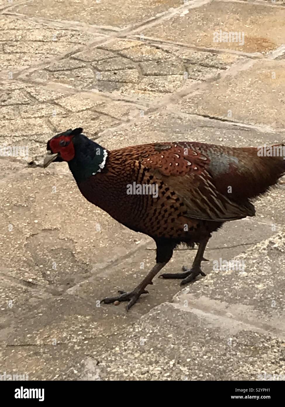 Tame pheasant hi-res stock photography and images - Alamy