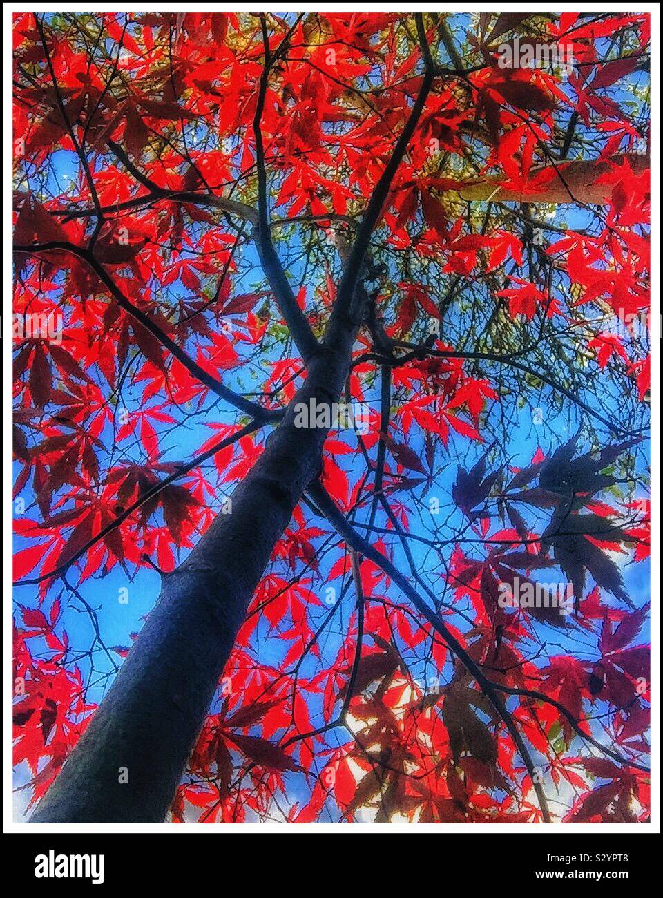 Acer tree in Autumn Stock Photo - Alamy