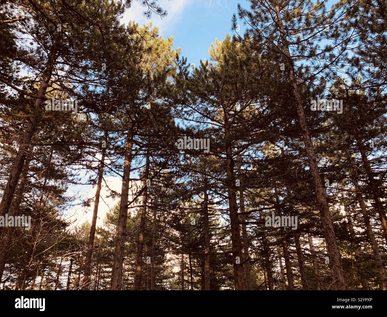 Tara serbia hi-res stock photography and images - Alamy