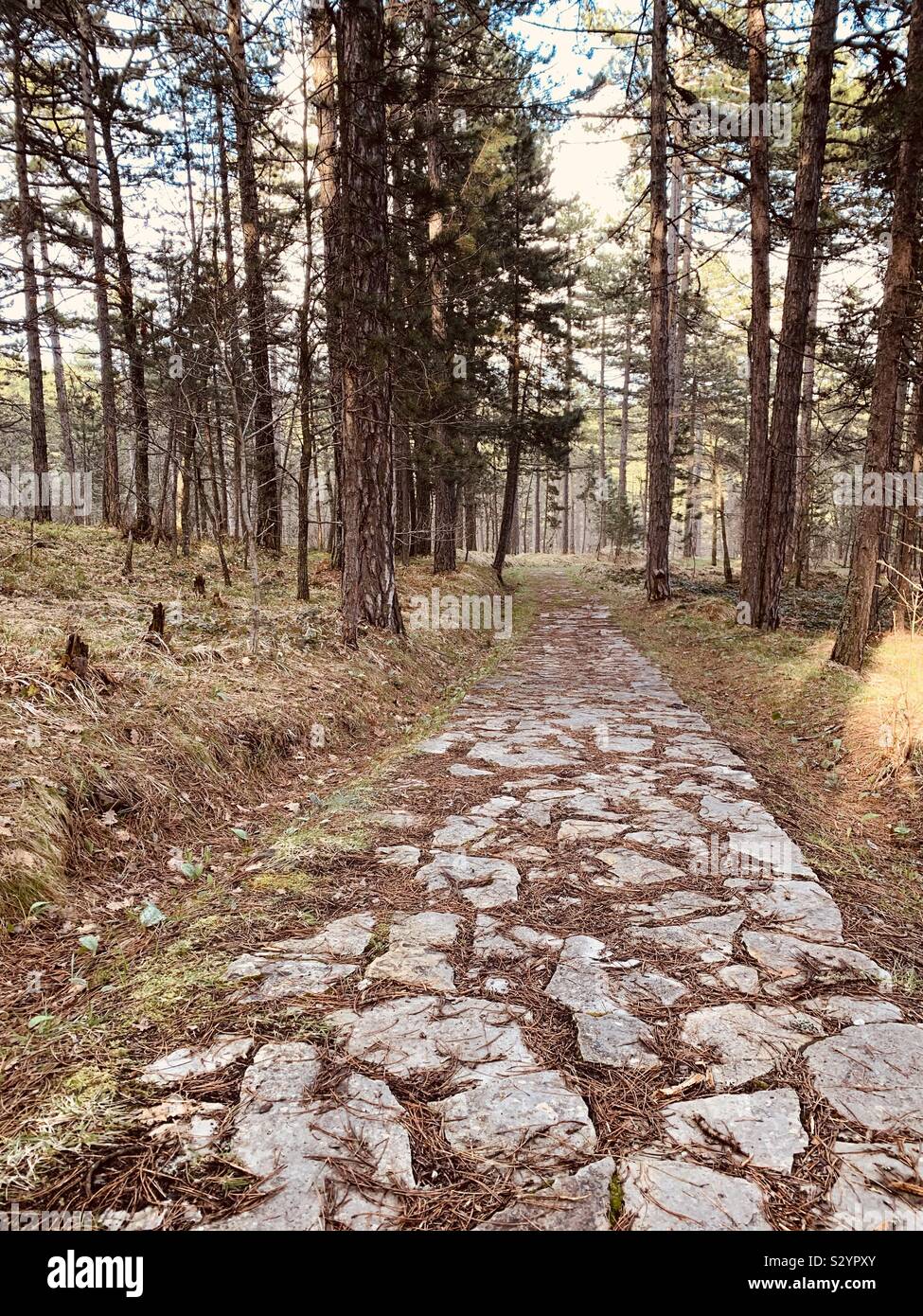 A very special path in a very special place. Tara Serbia Stock Photo ...