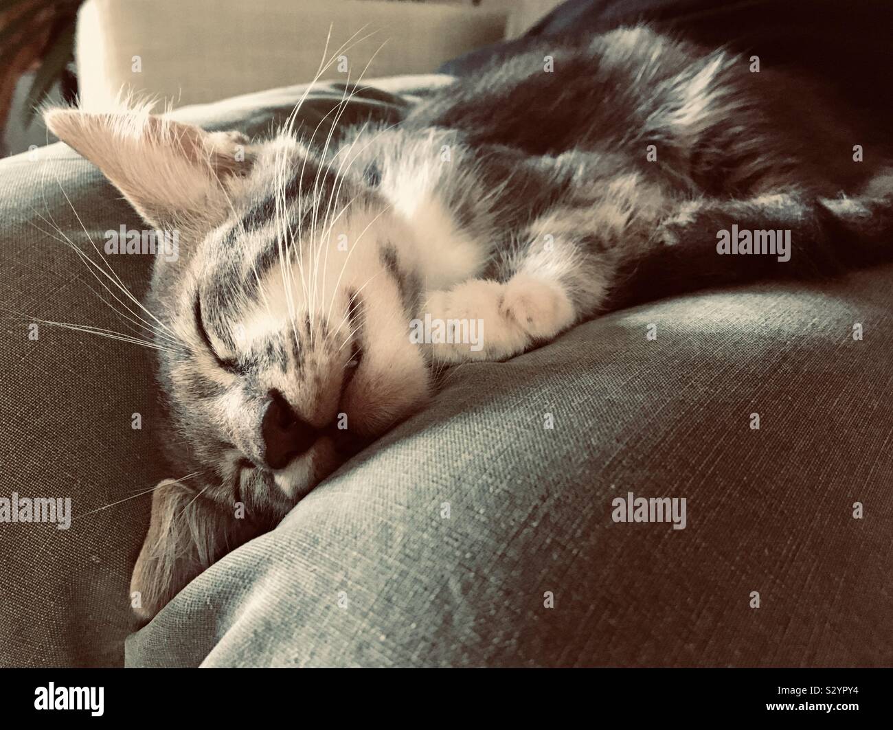 Purring kitty hi-res stock photography and images - Alamy