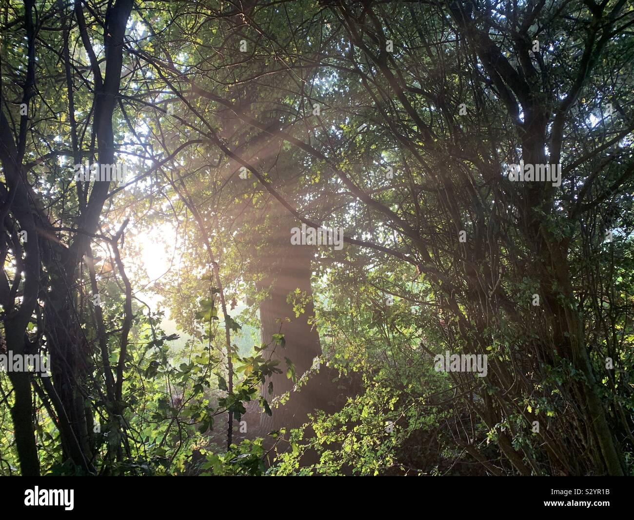 Beams of sunlight hi-res stock photography and images - Alamy