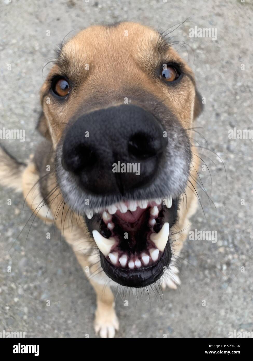 Perro Sonriendo Meme