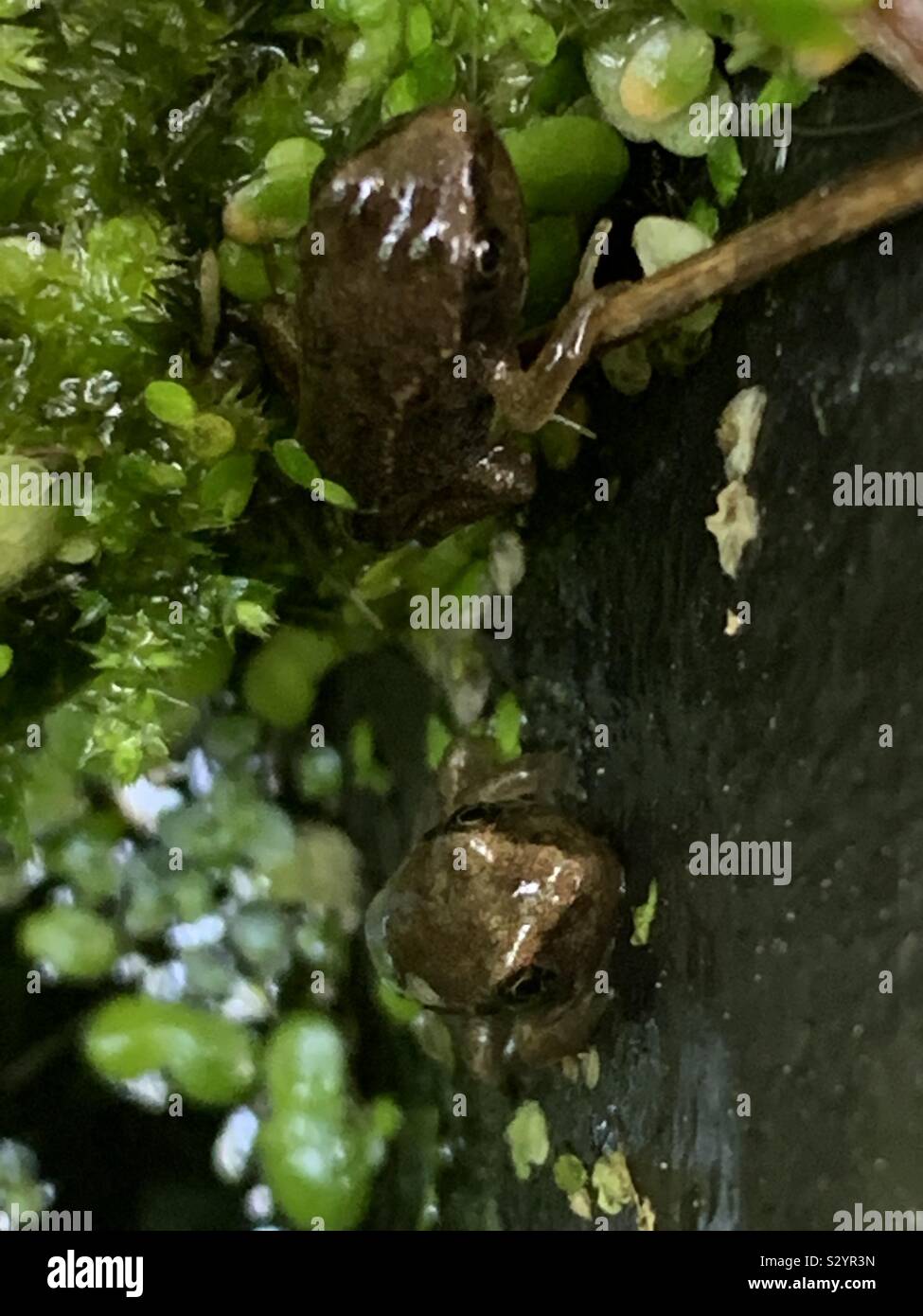 Baby frogs hi-res stock photography and images - Alamy