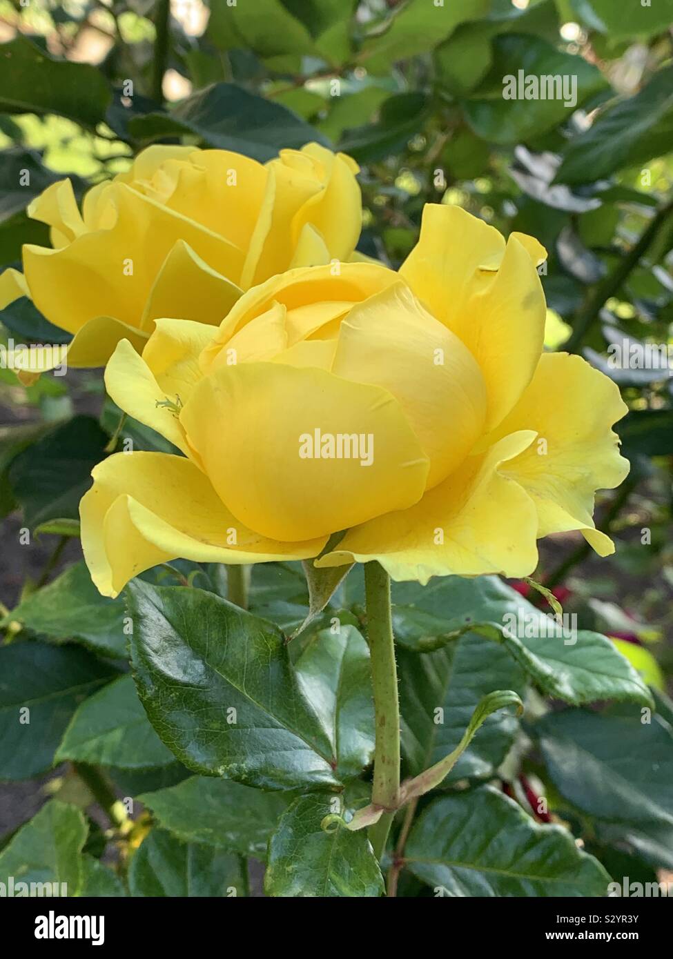 Petals two hi-res stock photography and images - Alamy